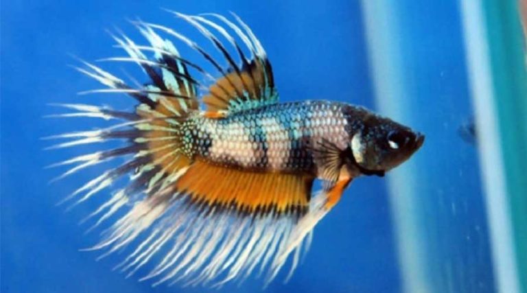 Jenis Ikan Cupang yang Menarik dan Menggemaskan. - KARGOKU.ID
